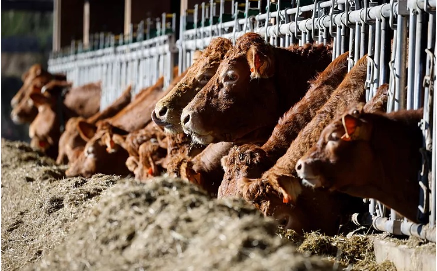 Las macrogranjas en Europa: Así se afronta en otros países el complejo ...