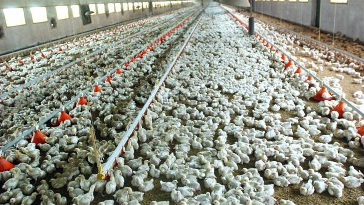 Una macrogranja de Valencia duplica su crianza de pollos de engorde ...