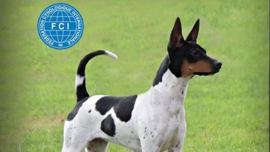 El ratonero valenciano ya es una raza de perro internacional - ICOVV