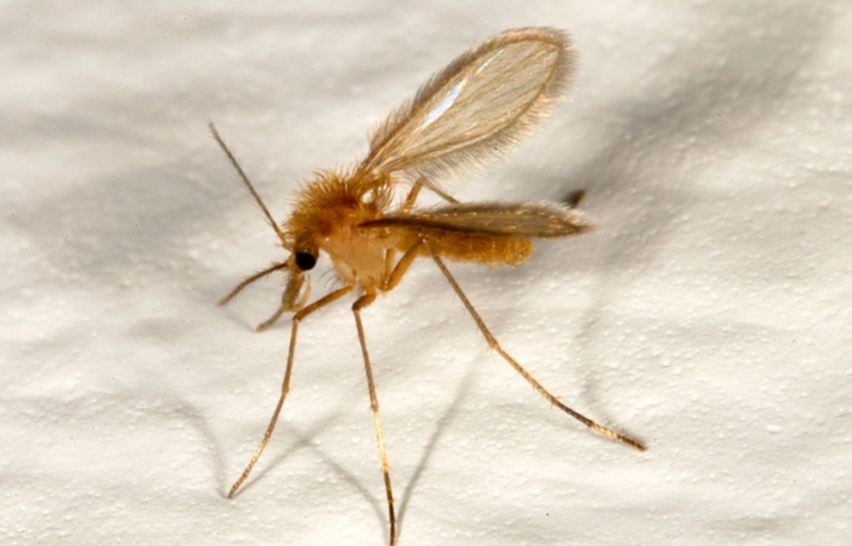 Leishmania: Un estudio alerta de que los flebotomos se siguen ...