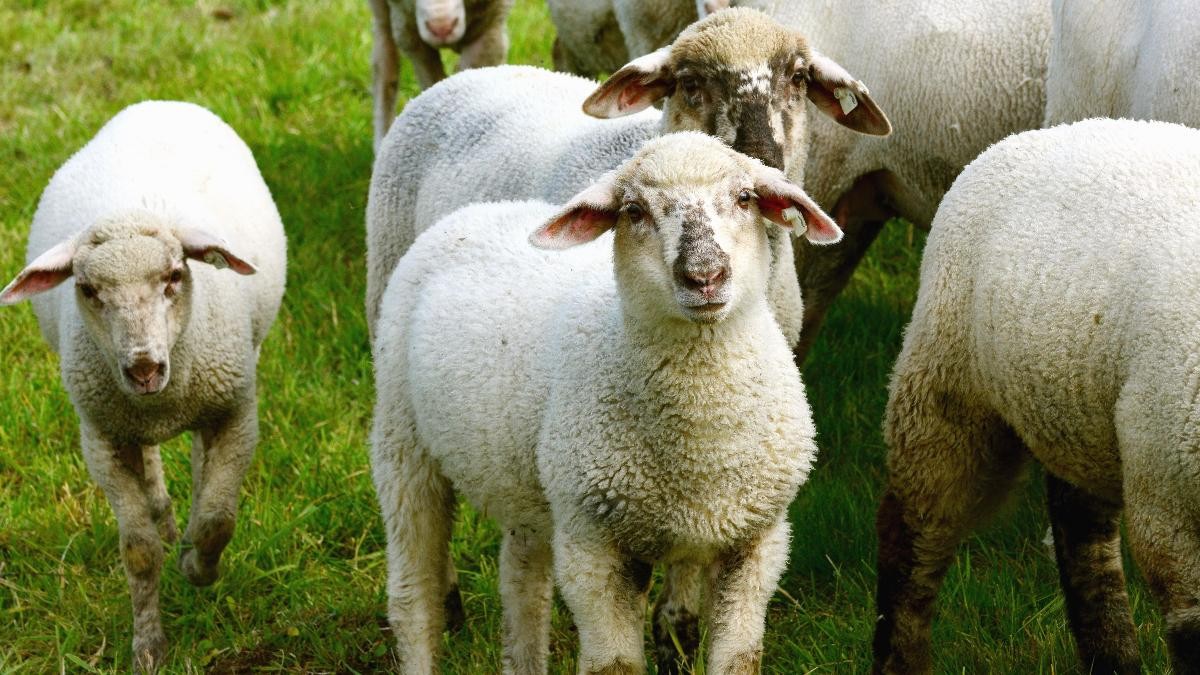 Las interprofesionales de vacuno, ovino y caprino publican el decálogo ...