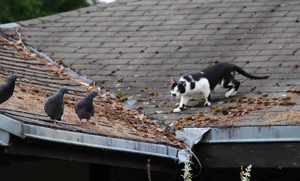 AVEPA se posiciona sobre el impacto de los gatos callejeros sobre la ...