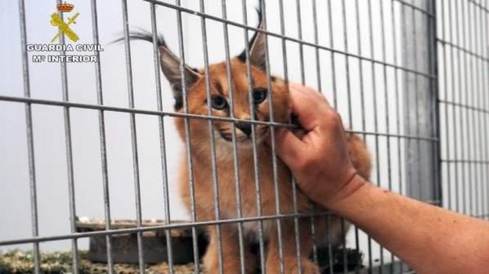 España es un país clave en la red internacional del tráfico de animales ...