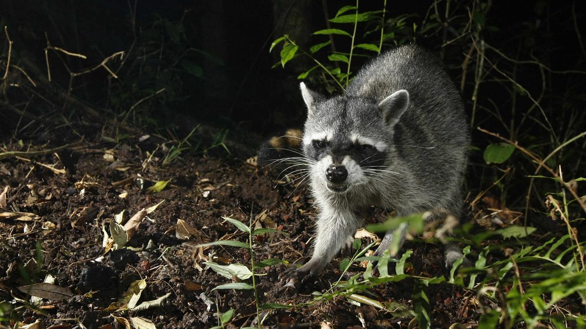 El agresivo mapache: plan para combatir esta especie invasora en España ...